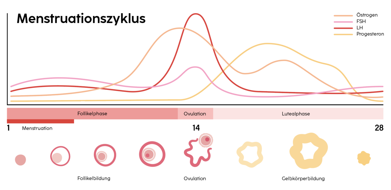 Zyklus Und Hormonhaushalt Leicht Erklärt • MENOMENTE